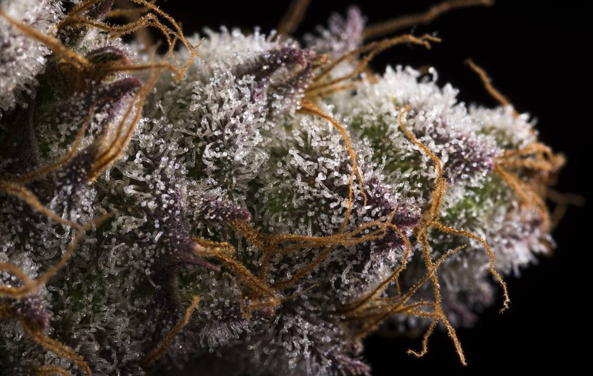 The Worlds First Fully Automated Marijuana Growing Device - Blurred Culture