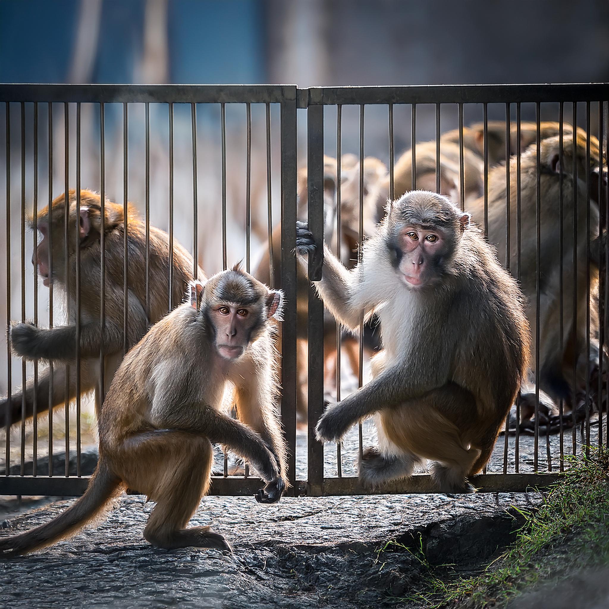 1 monkey recovered safely, 42 others remain on the run from South Carolina lab - Blurred Culture